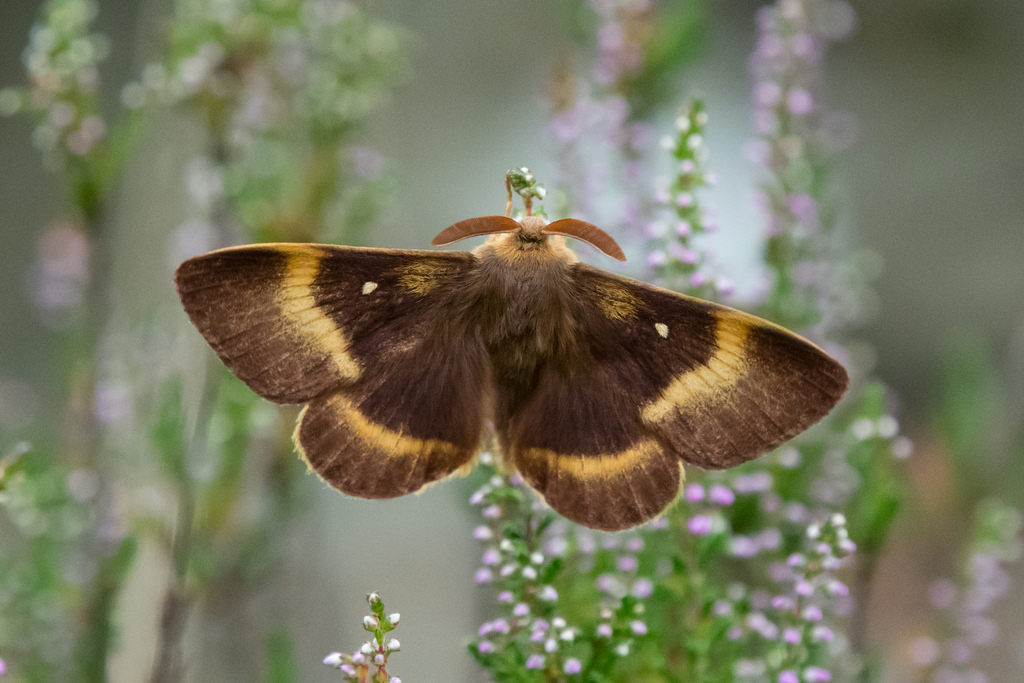Tim Melling – Northern Eggar – Mark Avery