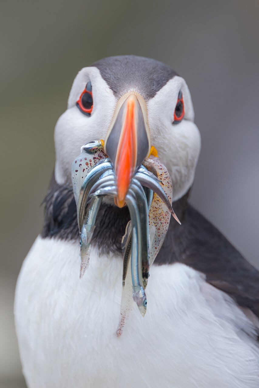 Puffarazzi find clues to Puffin decline – Mark Avery