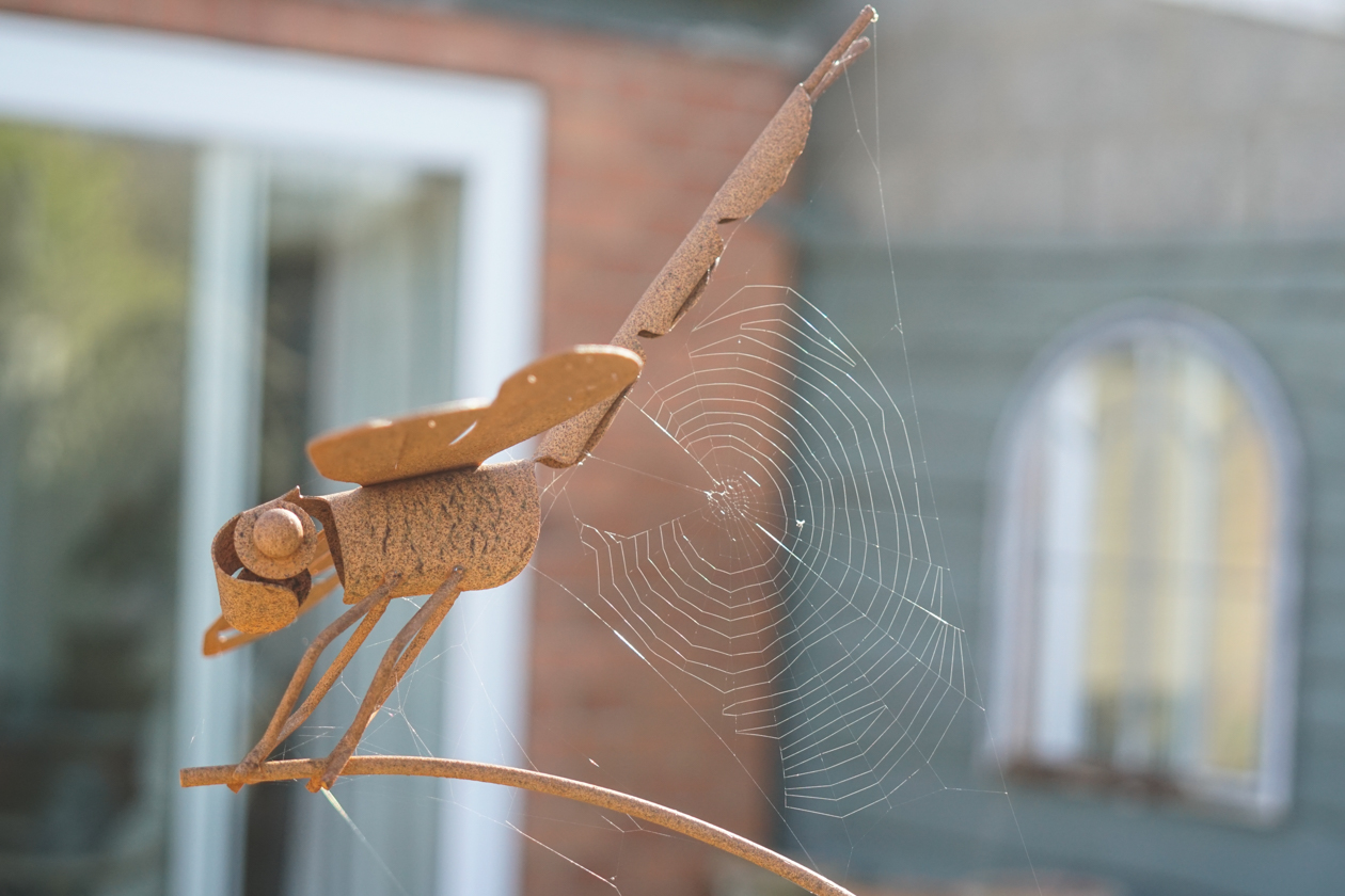 Paul Leyland – Missing-sector Orbweb Spider – Mark Avery