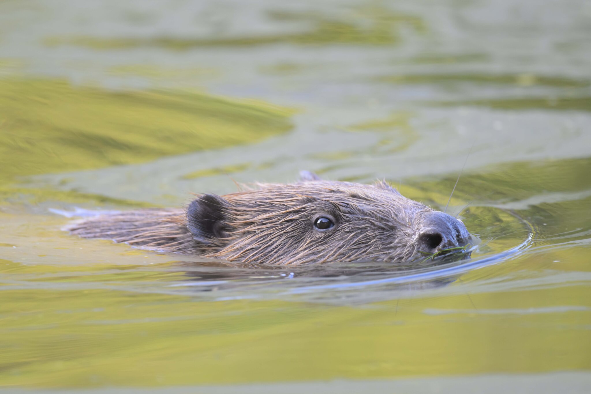 Guest blog – The Great Beaver Betrayal by Tom Bowser – Mark Avery