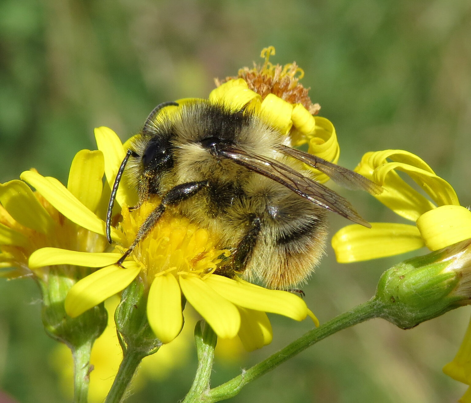 Canvey Wick: the Essex oasis home to more than 3,200 species – Mark Avery