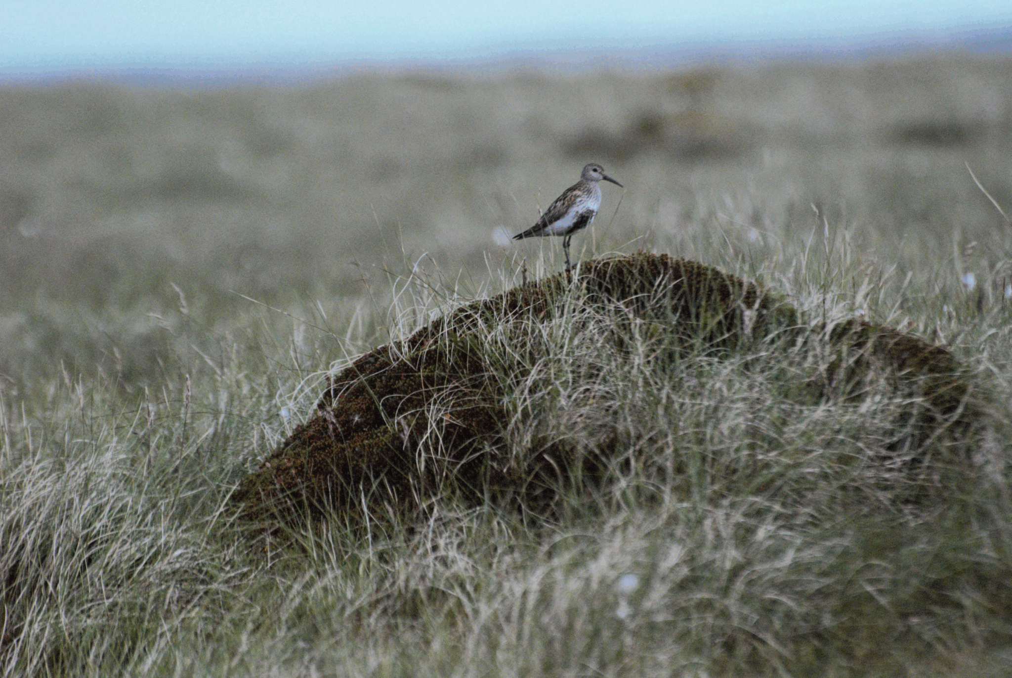 Rare Pennine wading bird given boost as RSPB survey reveals Dunlin ...