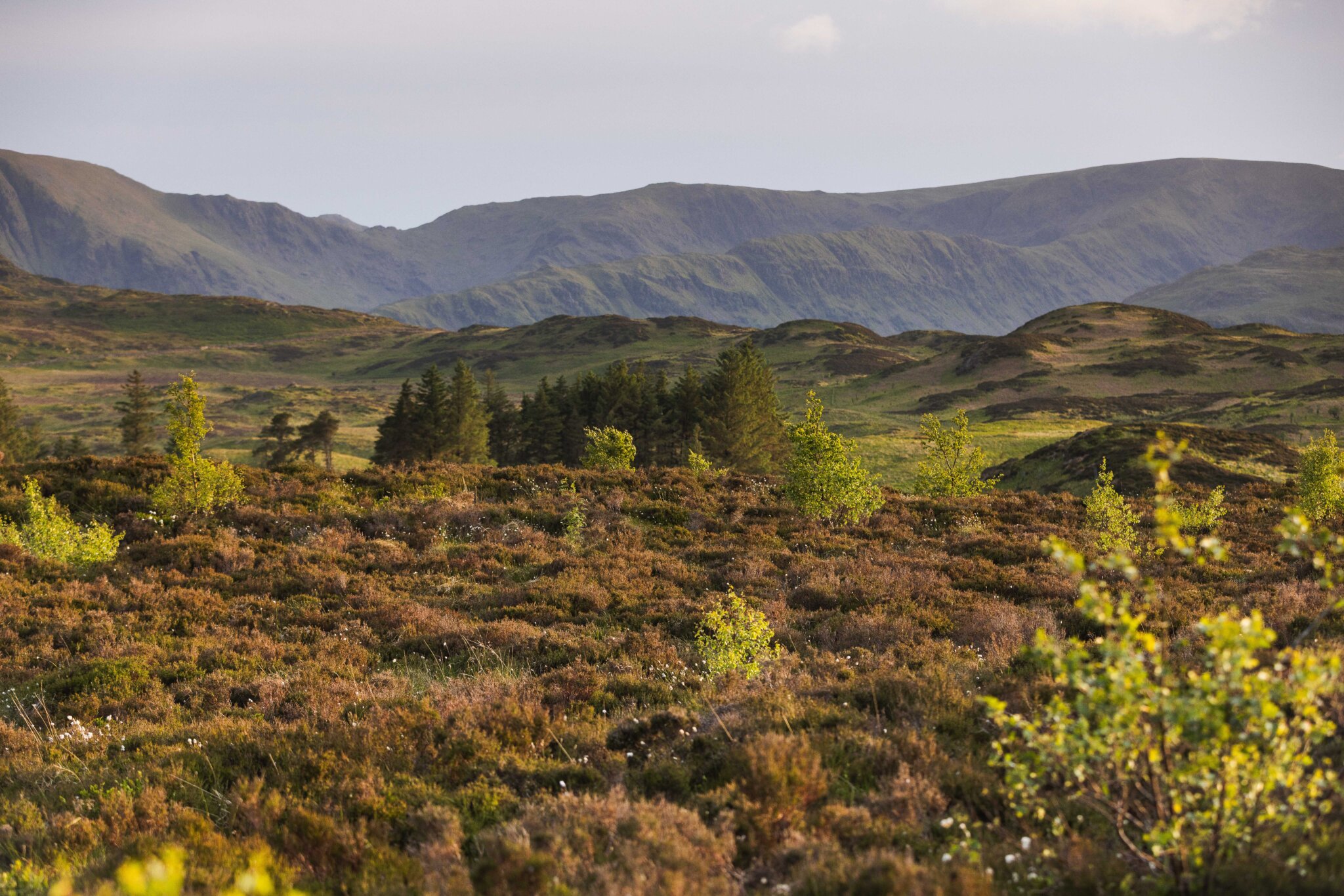Research in Cumbria explores how fungal networks shape upland ...